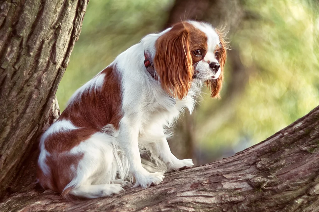 8 Low Energy Dog Breeds That Love to Cuddle All Day - Petsmemes