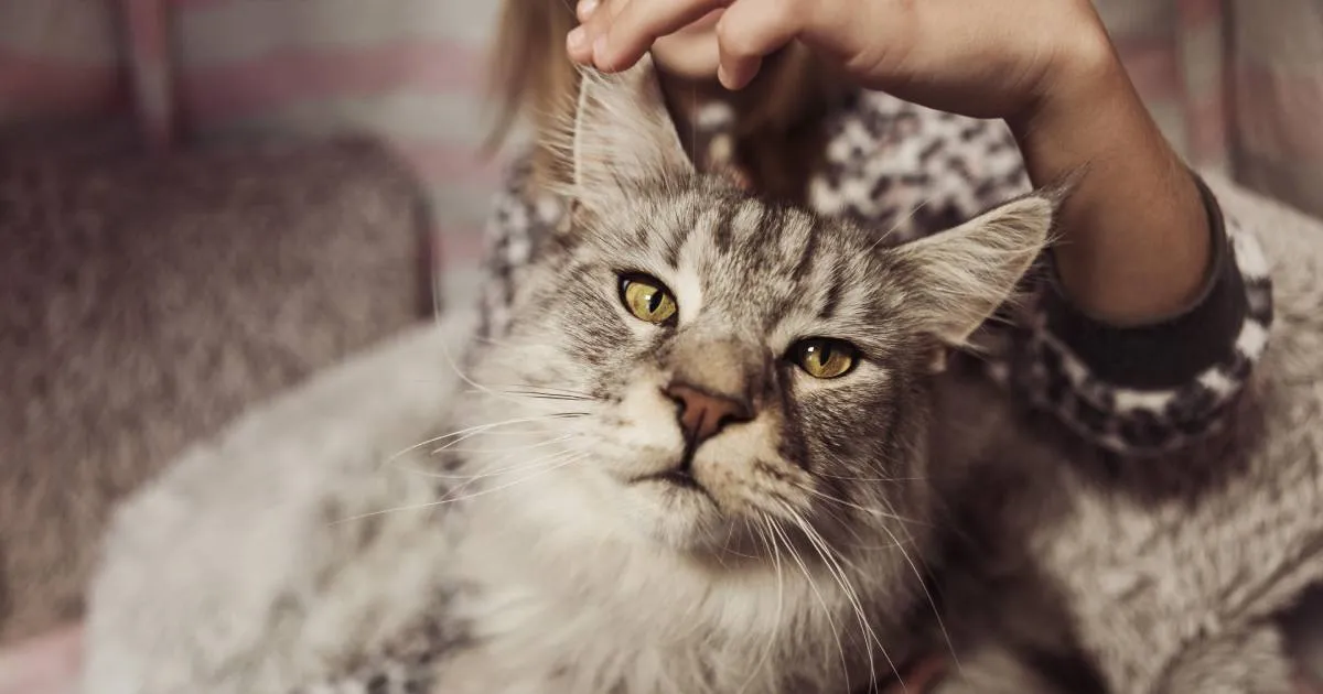 10 Friendliest Cat Breeds You'll Regret Not Adopting Sooner - Petsmemes