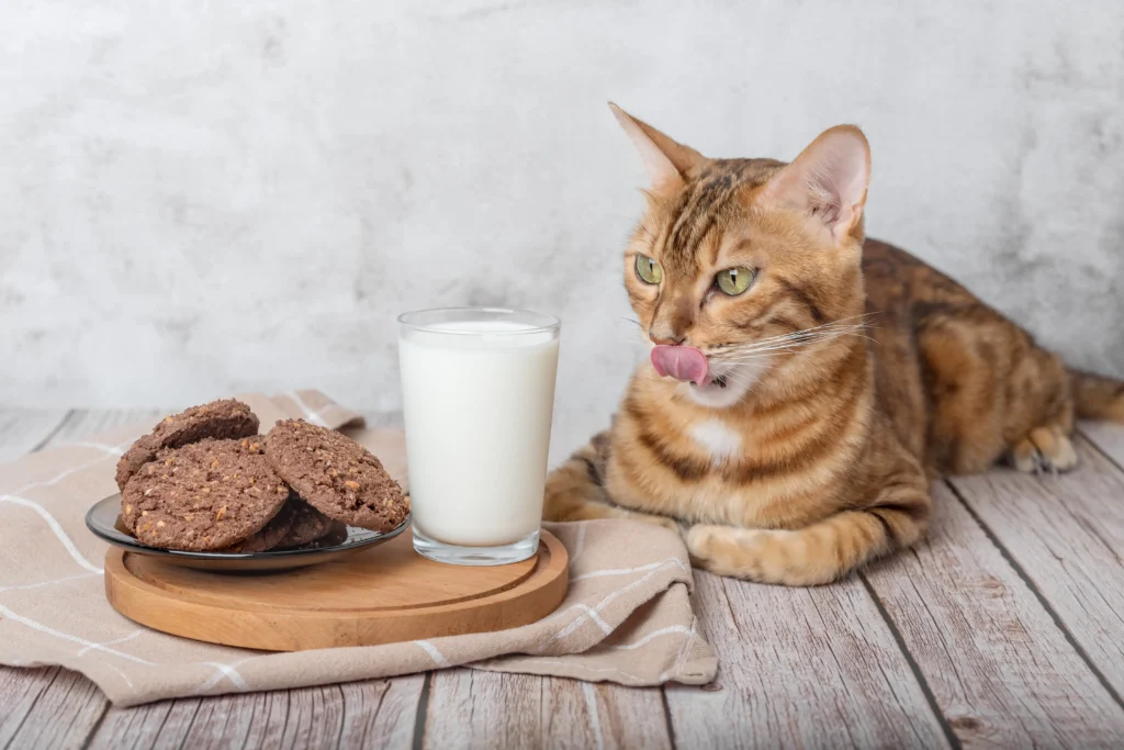 Why Do Cats Make Biscuits? 6 Weird but Adorable Facts - Petsmemes